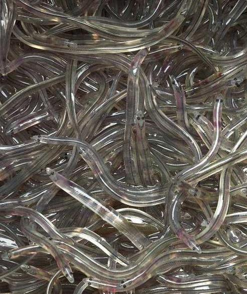 Historia de la cocina, recetas y demas...: Angula